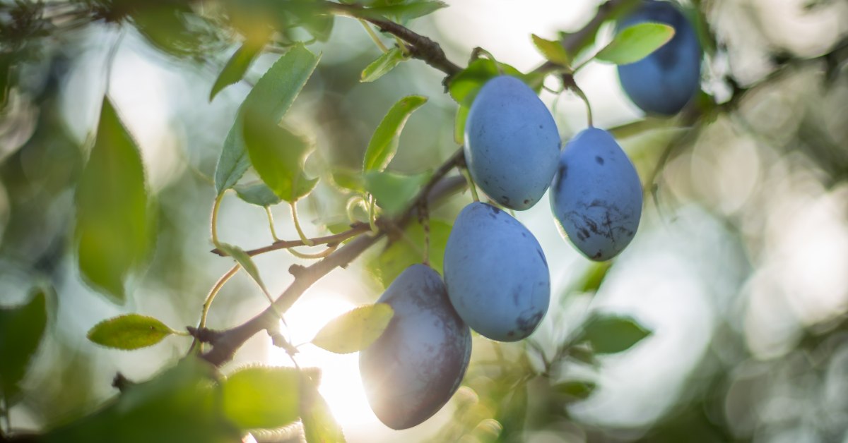 Proč z české krajiny mizí ovocné stromy? - Seznam Zprávy